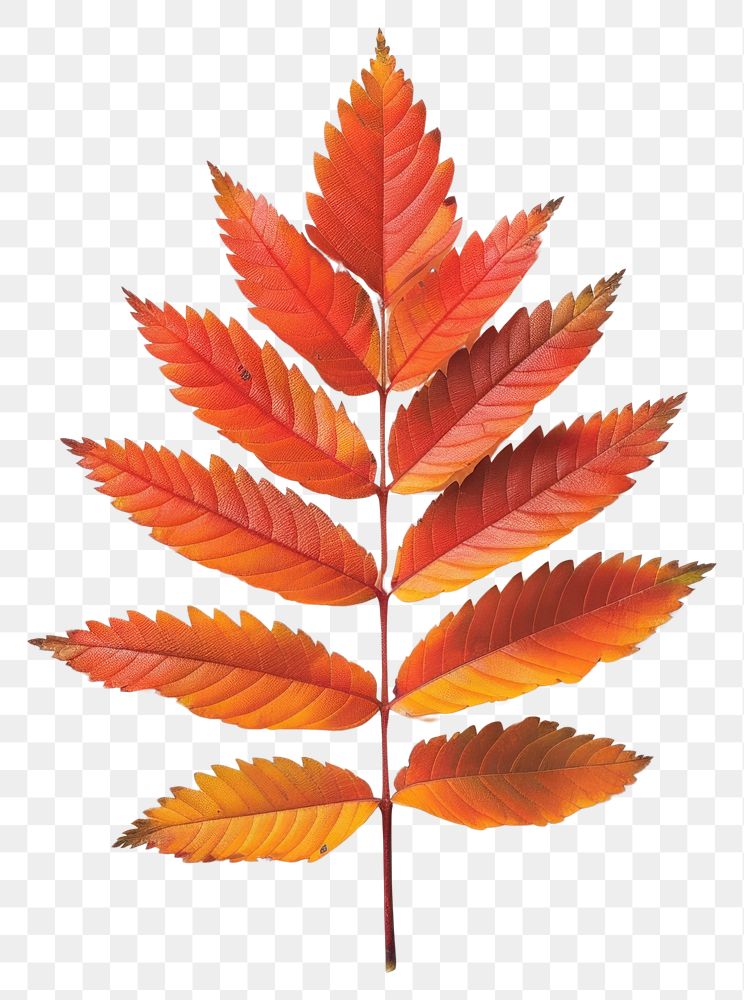 PNG Sumac leaf autumn plant | Free PNG - rawpixel