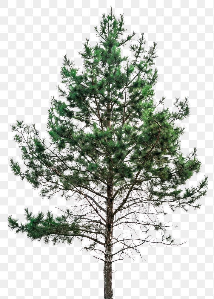 PNG Lush green pine tree | Free PNG - rawpixel