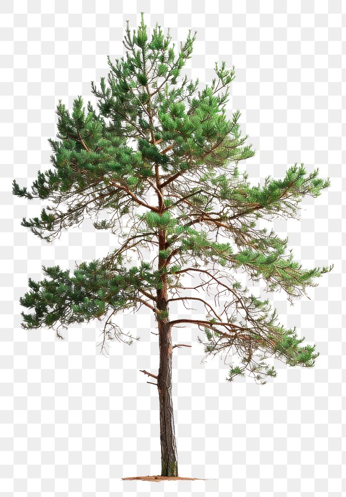 PNG Lone pine tree white | Free PNG - rawpixel