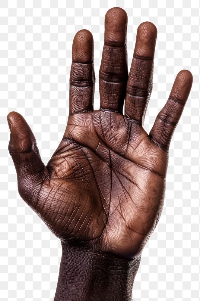 PNG Detailed palm raised hand | Free PNG - rawpixel