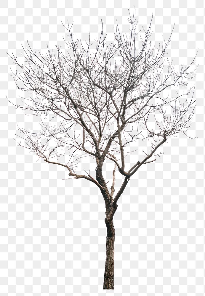PNG Leafless tree white background | Free PNG - rawpixel