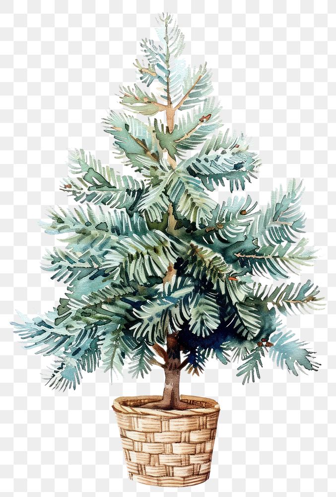 PNG Watercolor evergreen tree basket | Free PNG - rawpixel