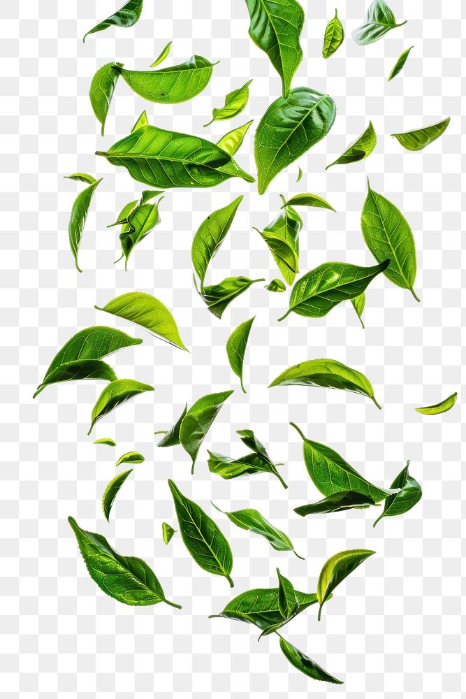 Plant Dissection Professional Images | Free Photos, PNG Stickers ...