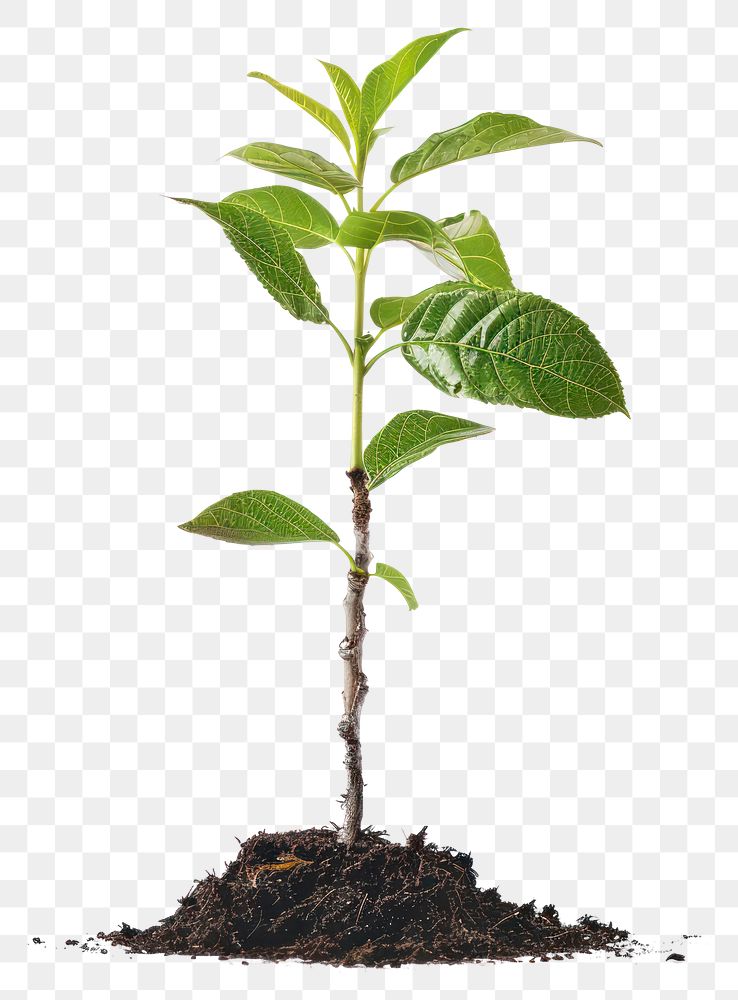 PNG Young plant fertile soil | Free PNG - rawpixel