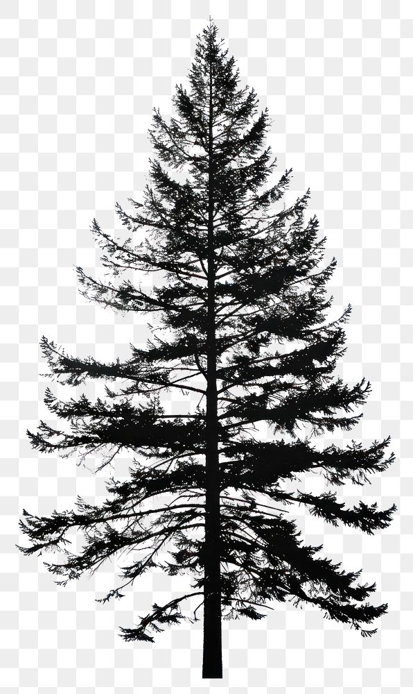 PNG Pine tree outline conifer | Premium PNG - rawpixel