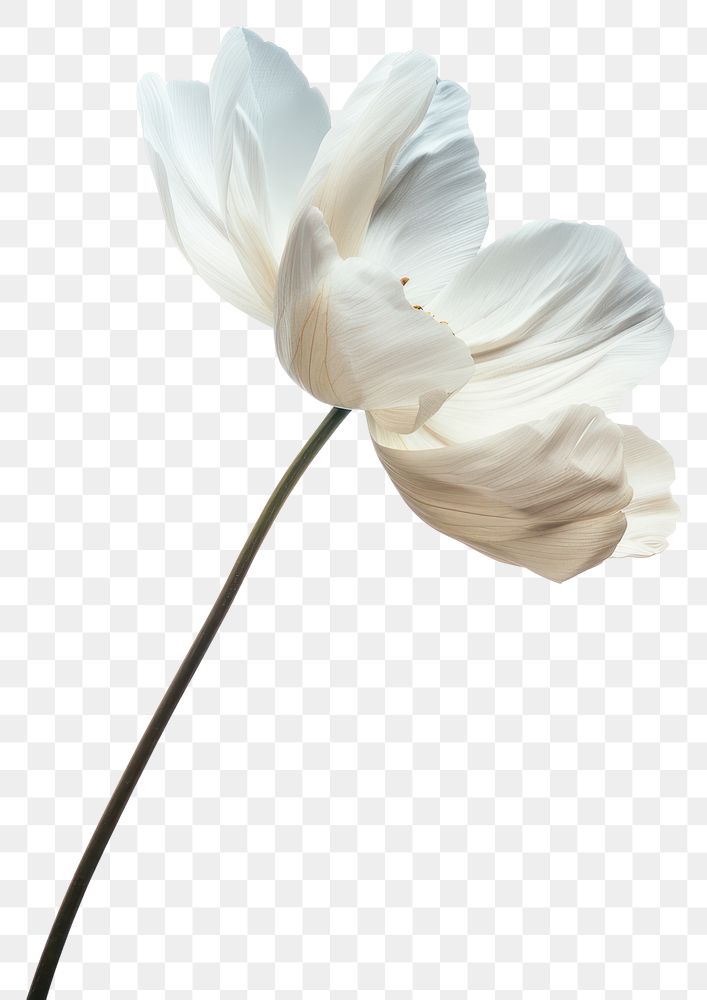PNG Elegant white flower bloom | Free PNG - rawpixel