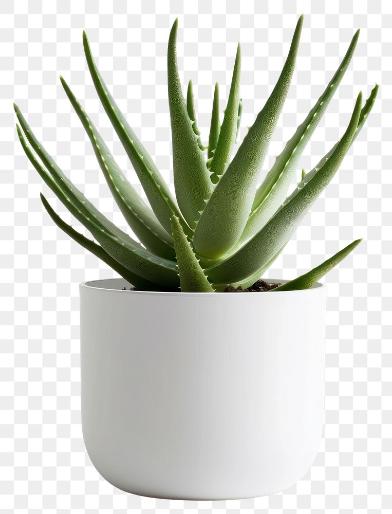 PNG Aloe vera plant aloe | Premium PNG - rawpixel