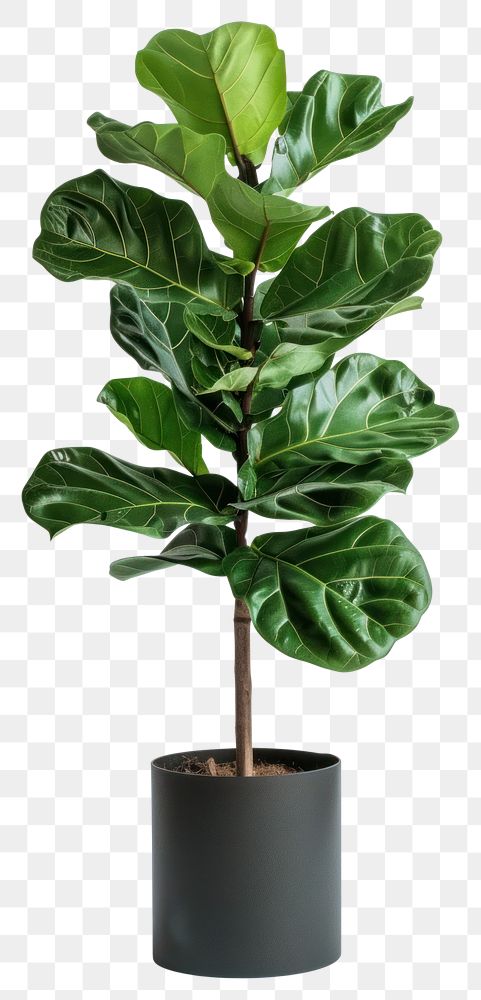 Fiddle Leaf Fig PNG Images | Free Photos, PNG Stickers, Wallpapers ...