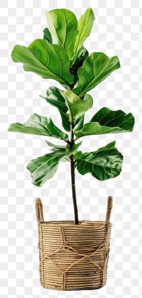 PNG Fiddle leaf fig plant | Free PNG - rawpixel