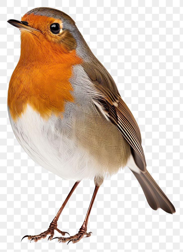 PNG Red robin animal bird | Free PNG - rawpixel
