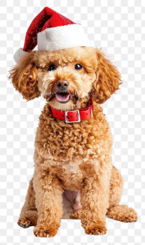 Poodle+dog Cute Images | Free Photos, PNG Stickers, Wallpapers ...