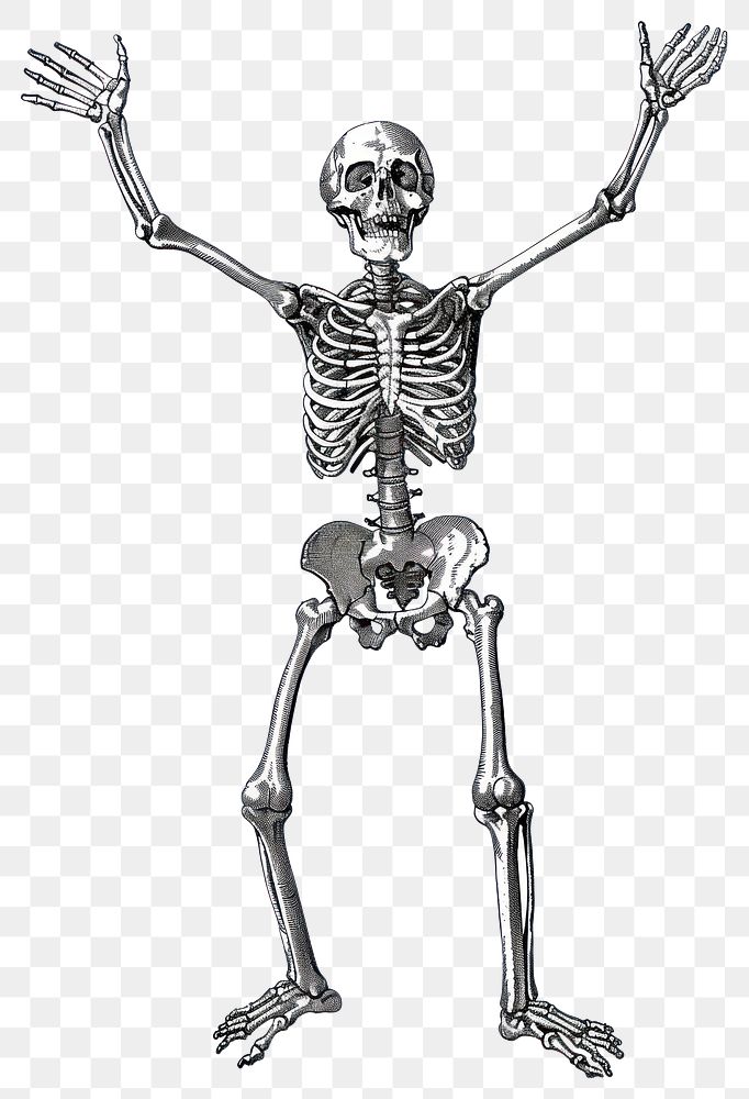 Arms Anatomy Images | Free Photos, PNG Stickers, Wallpapers ...