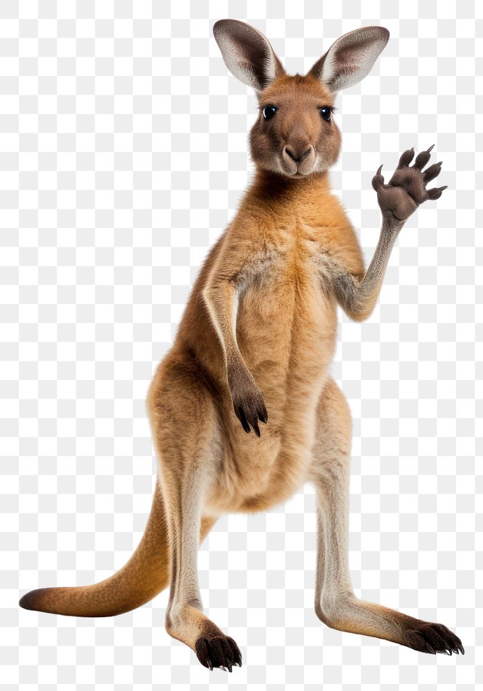 PNG Kangaroo wallaby animal mammal. | Premium PNG - rawpixel