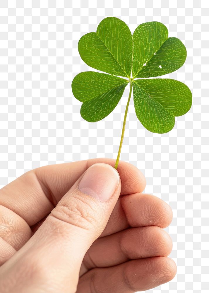 Hand Holding A Four Leaf Clover Images | Free Photos, PNG Stickers ...