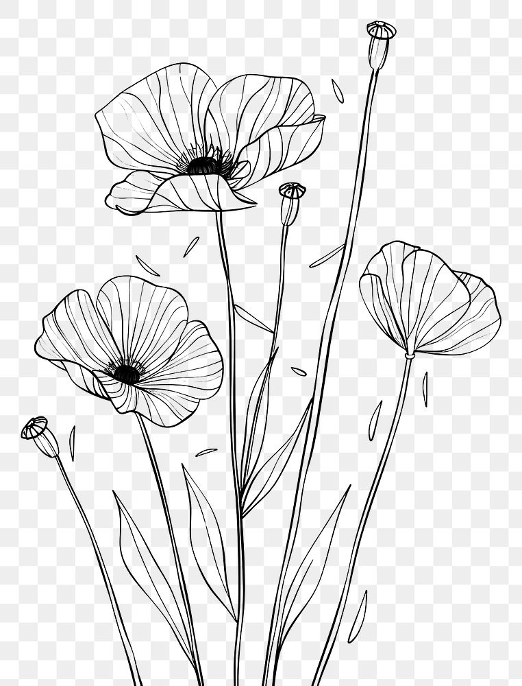 PNG Poppy drawing illustration sketch. | Free PNG - rawpixel