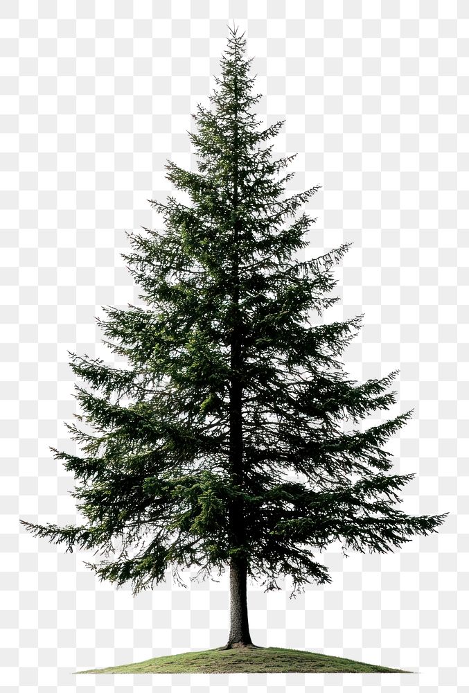 PNG Hemlock tree minimalist isolated | Free PNG - rawpixel