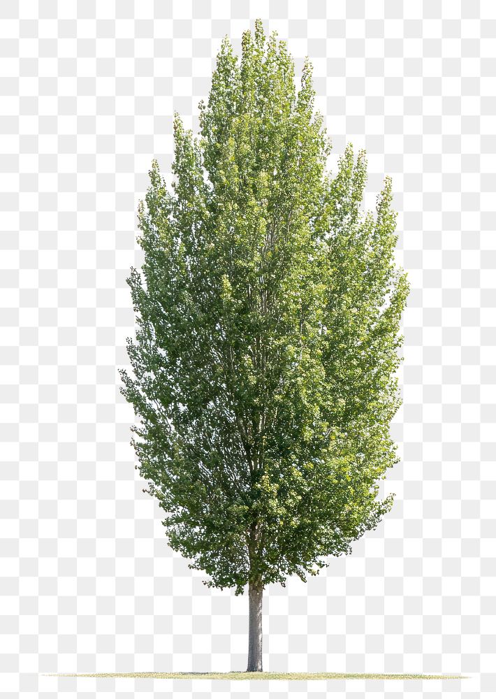 PNG Poplar tree photography minimalist | Free PNG - rawpixel