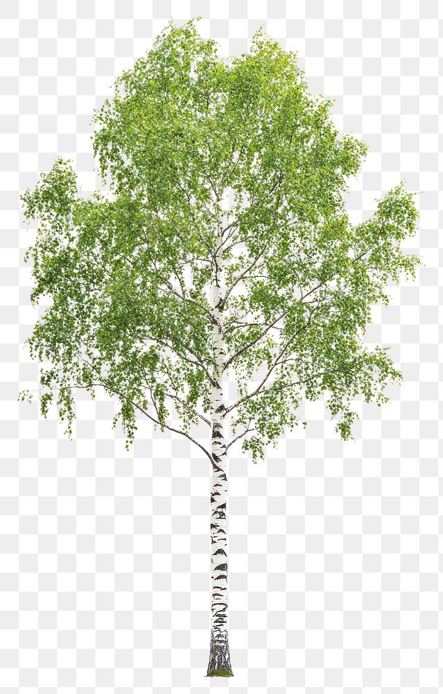 PNG Real birch tree background | Free PNG - rawpixel