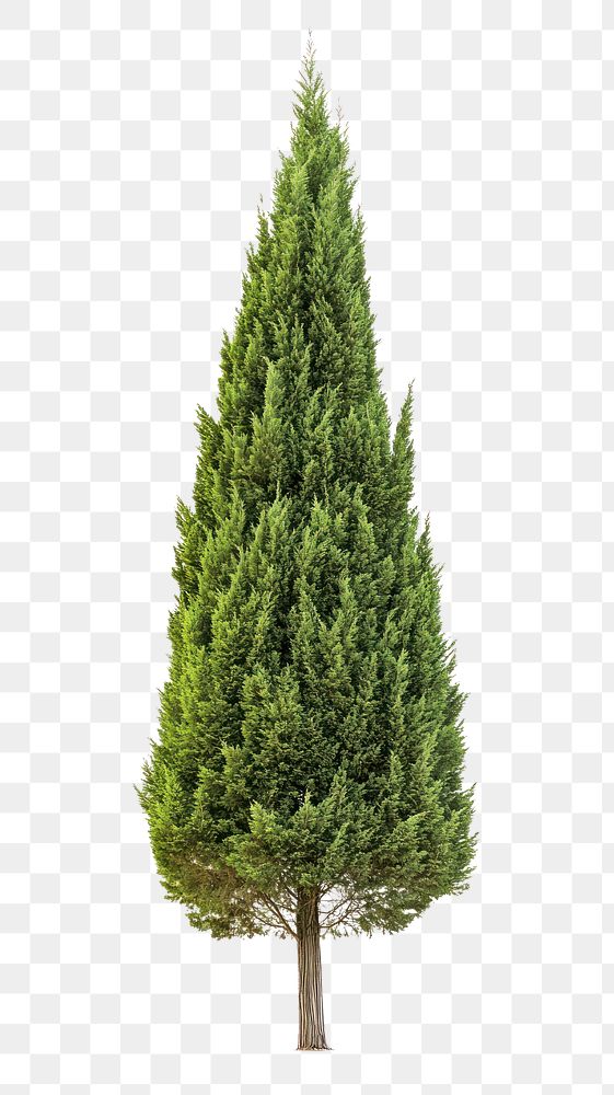 PNG Real thin cypress tree | Free PNG - rawpixel