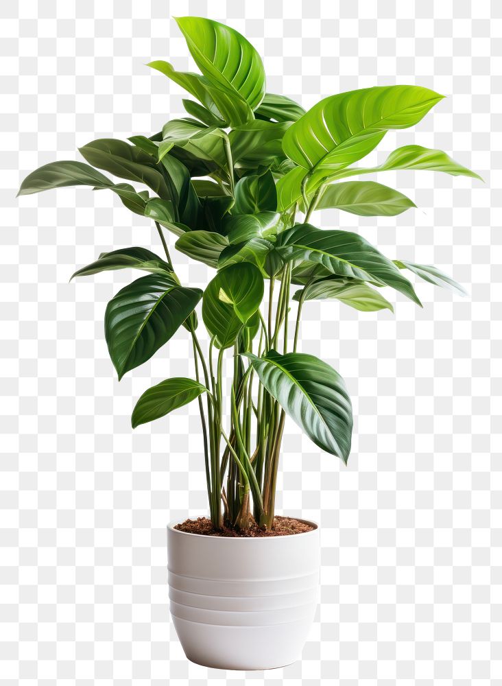 PNG Tropical tree plant home | Free PNG - rawpixel