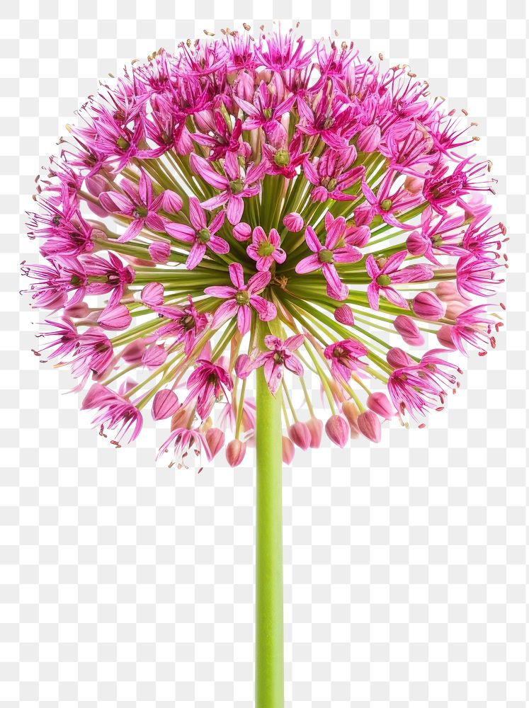 PNG Allium blossom flower plant. | Free PNG - rawpixel