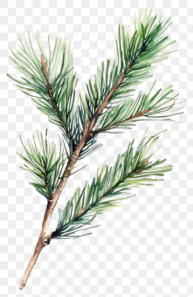 PNG Pine branch illustration watercolor | Free PNG - rawpixel