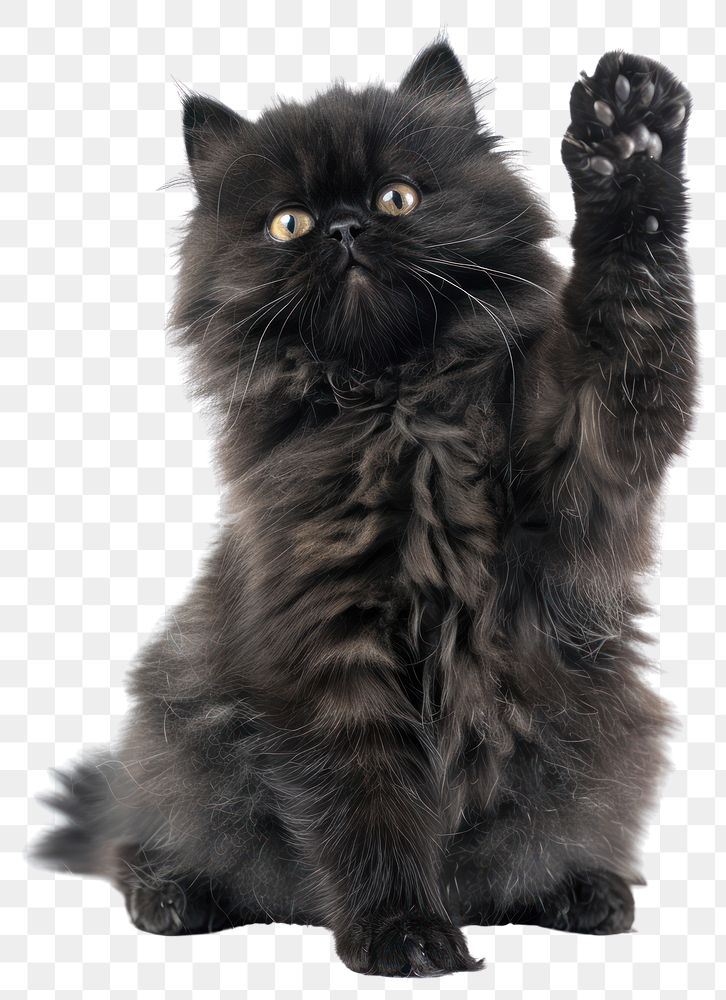 Picture Of Cat PNG Images | Free Photos, PNG Stickers, Wallpapers ...