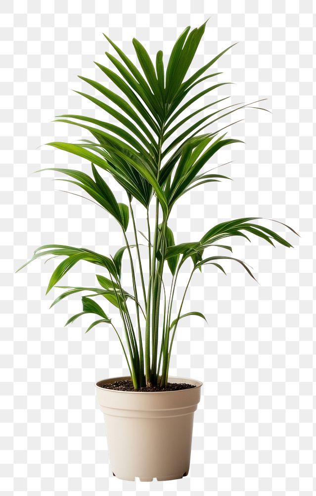 PNG Kentia palm plant pot | Free PNG - rawpixel