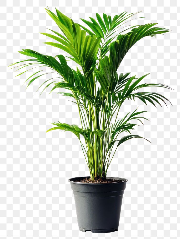 Kentia Palm Images | Free Photos, PNG Stickers, Wallpapers ...