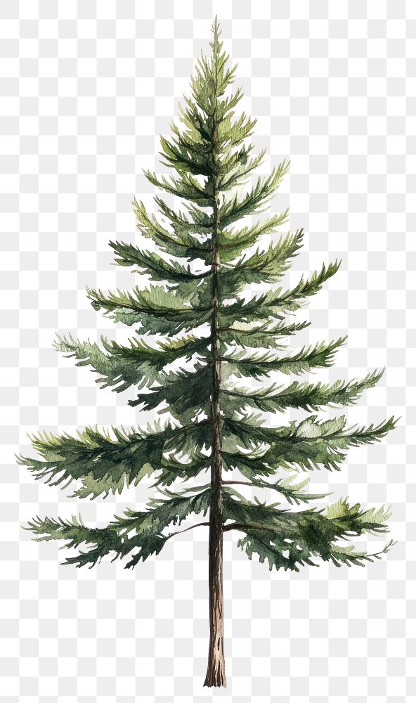 PNG pine tree illustration watercolor | Free PNG - rawpixel