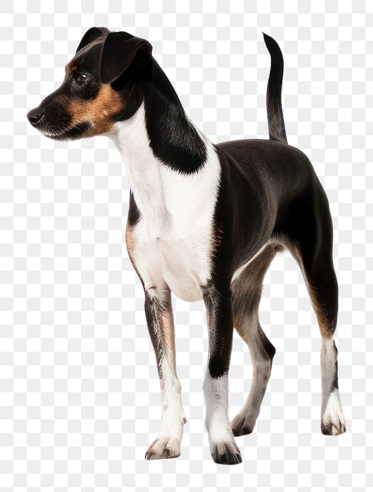 PNG Jack russell pointer animal | Premium PNG - rawpixel