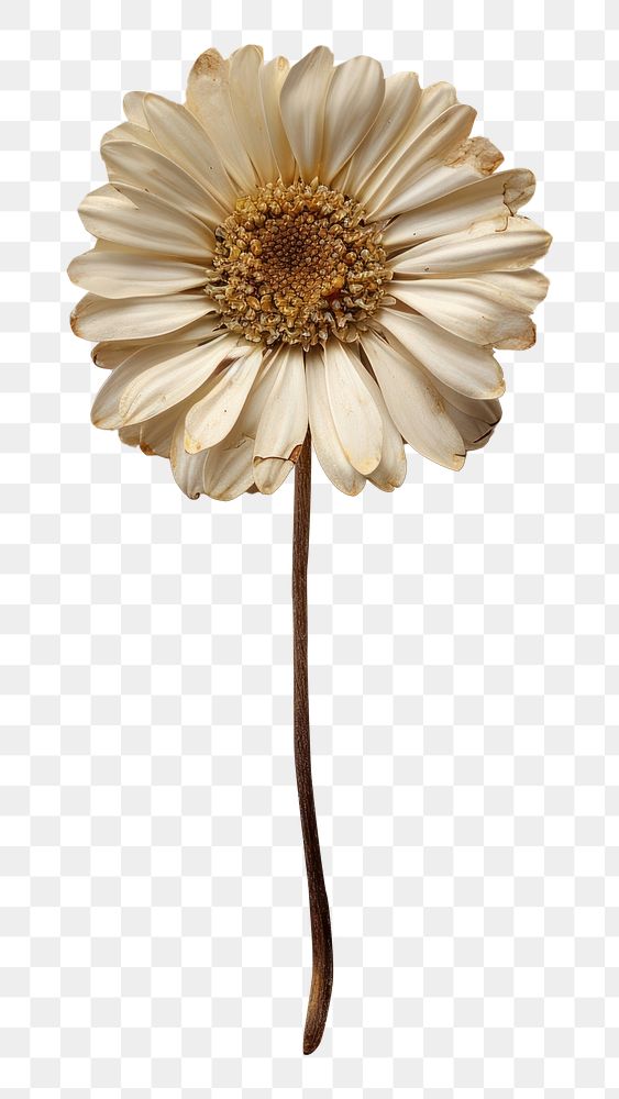 PNG Real Pressed Gerbera Daisy | Free PNG - rawpixel