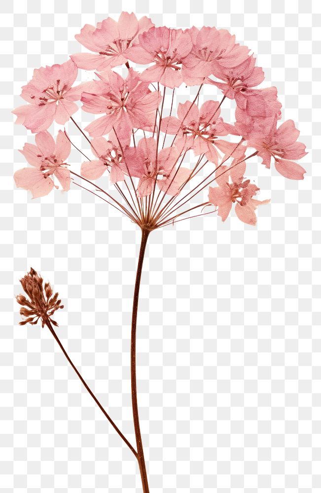 PNG Pressed pink verbena flower | Premium PNG - rawpixel