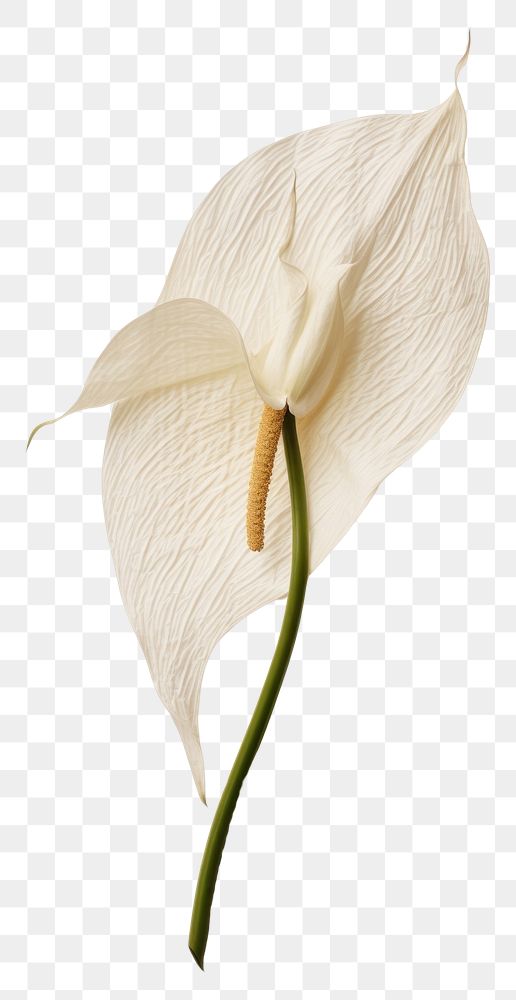 PNG Pressed white peace Lily | Free PNG - rawpixel