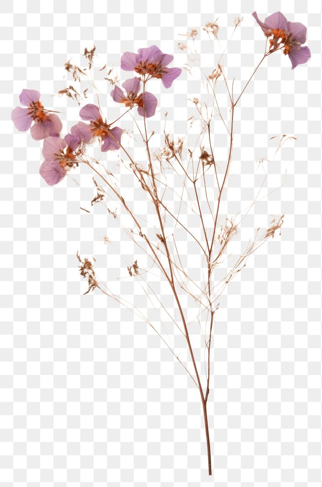 PNG Real Pressed gypsophila flower | Free PNG - rawpixel