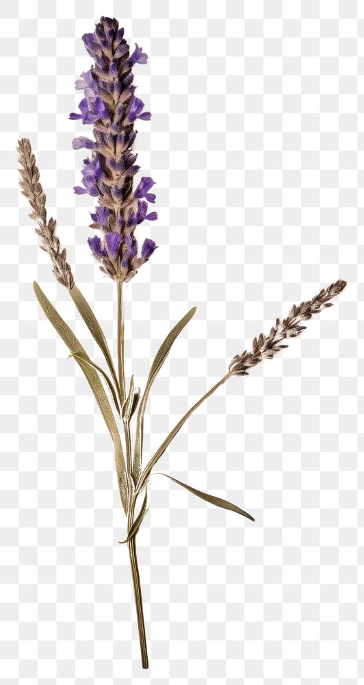 PNG Real Pressed Lavender lavender | Free PNG - rawpixel