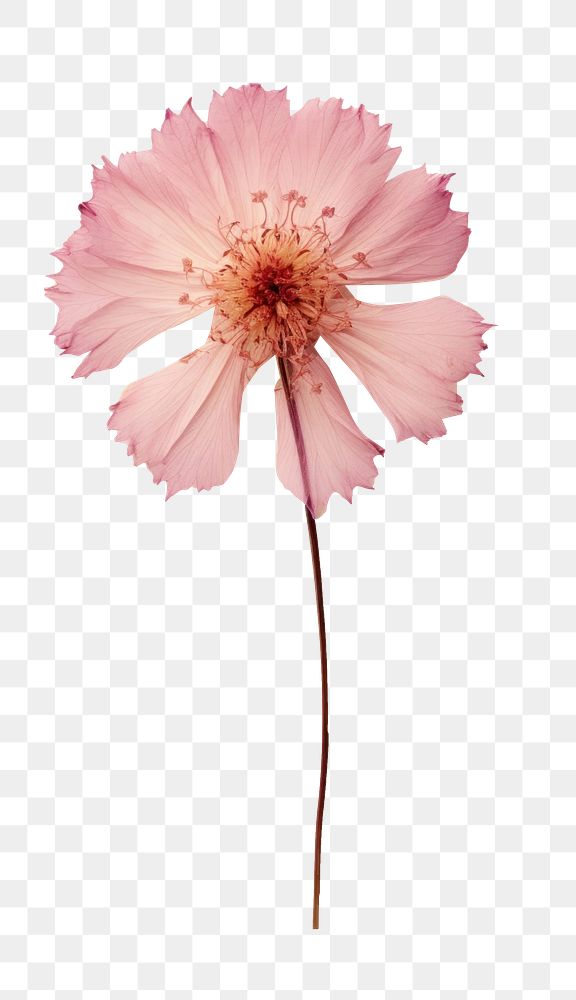 PNG Real Pressed Pink flower | Premium PNG - rawpixel