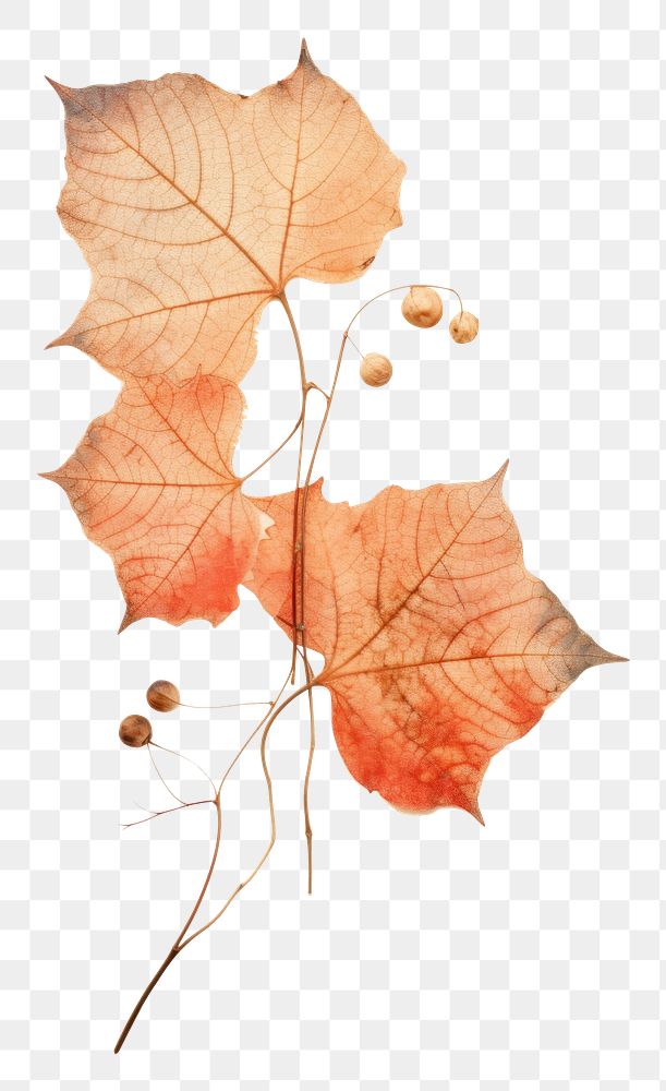 PNG Real Pressed coral ivy | Premium PNG - rawpixel