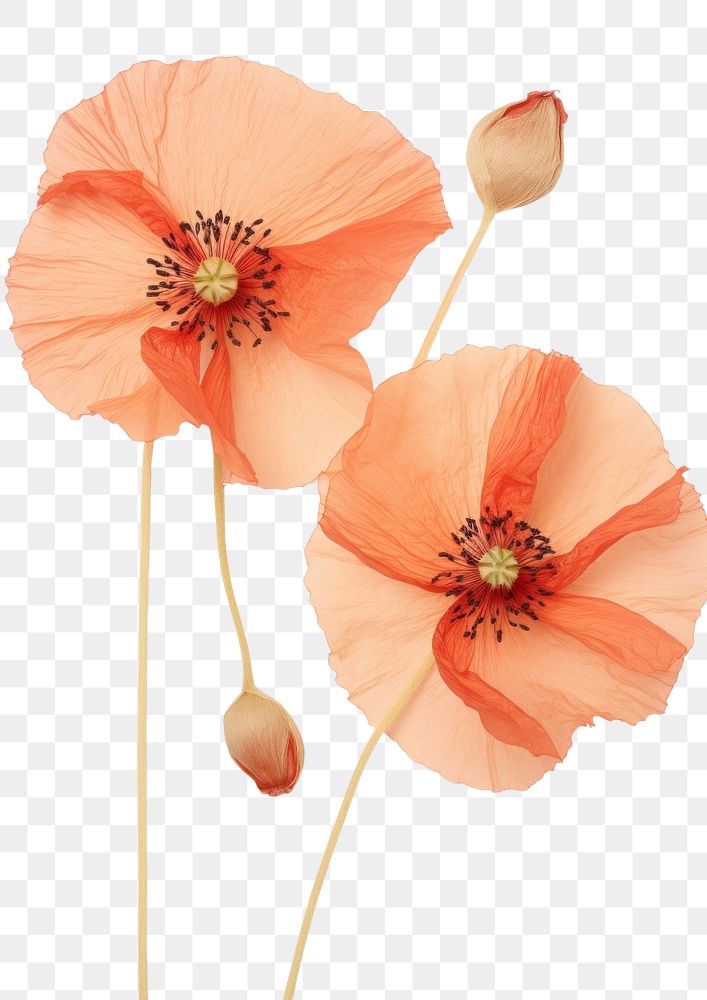 PNG Real Pressed California Poppys | Free PNG - rawpixel