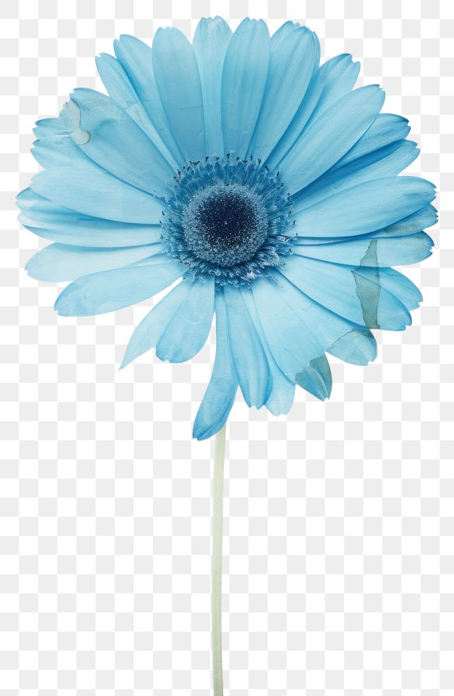 PNG Real Pressed blue gerbera | Free PNG - rawpixel