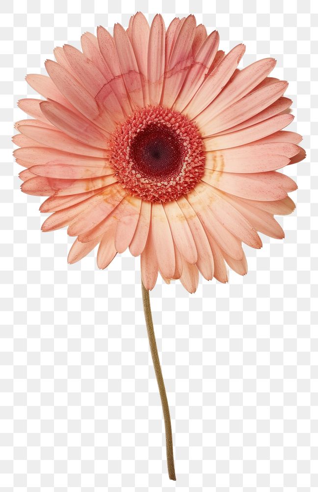 PNG Real Pressed gerbera daisy | Free PNG - rawpixel
