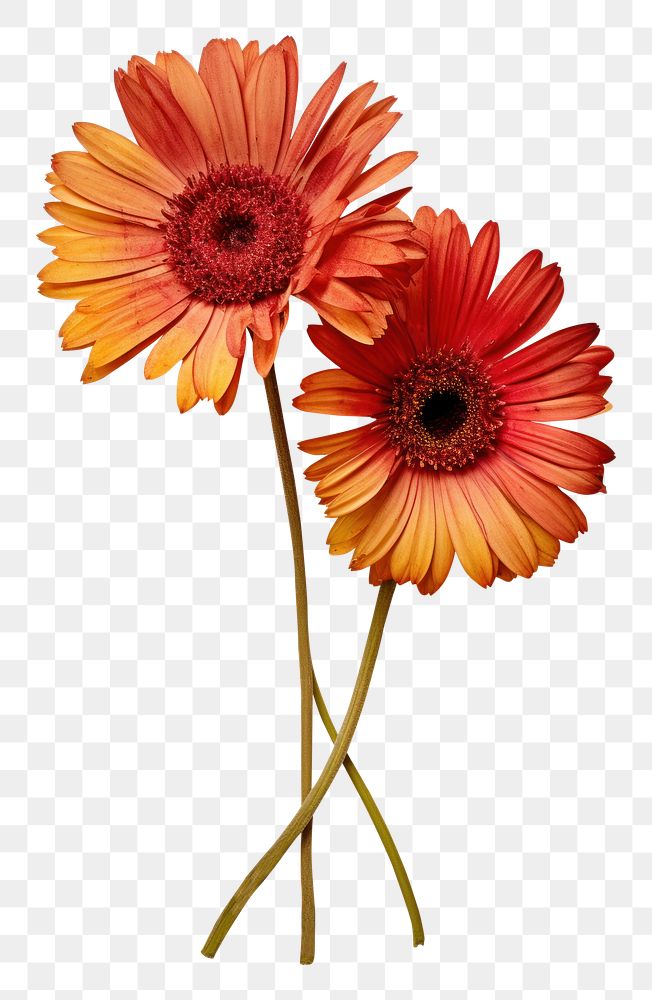 PNG Real Pressed gerberas flower | Free PNG - rawpixel