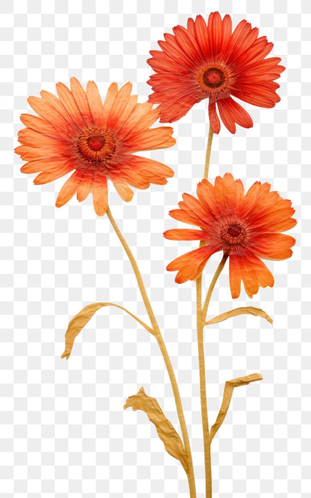 PNG Real Pressed gerberas flower | Premium PNG - rawpixel
