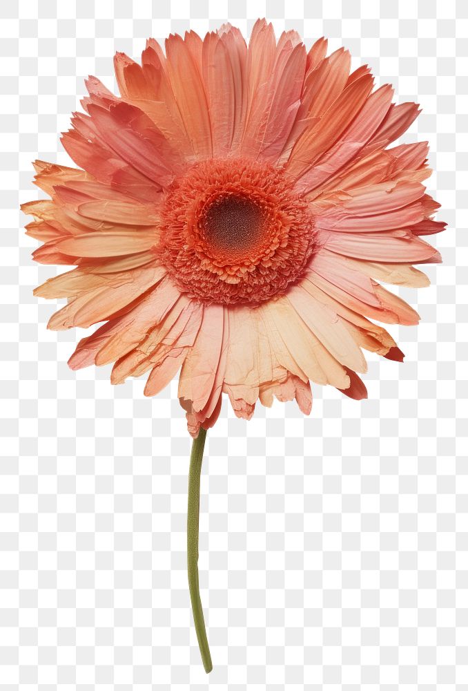 PNG Real Pressed gerbera flower | Free PNG - rawpixel