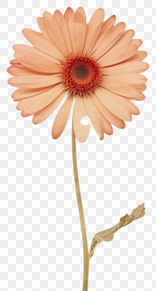 PNG Real Pressed gerbera flower | Free PNG - rawpixel