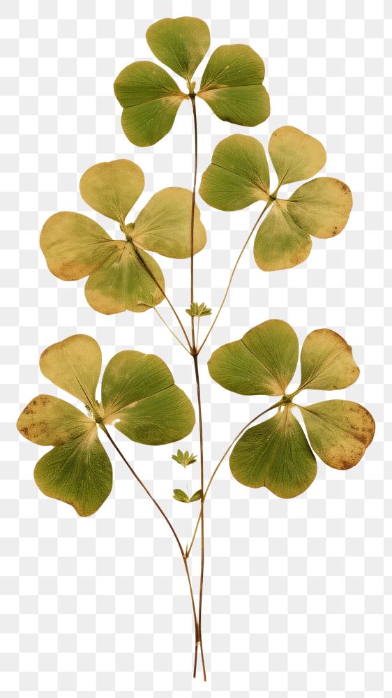 PNG Real Pressed green Shamrock | Premium PNG - rawpixel