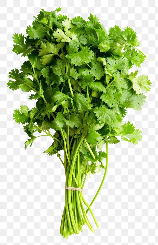 PNG Photo cilantro plant herbs | Premium PNG - rawpixel