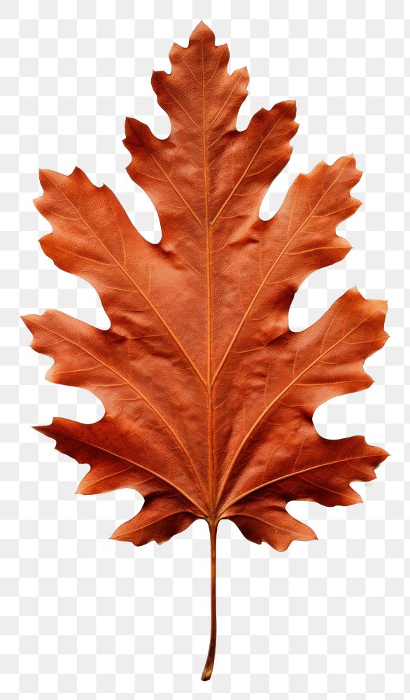PNG Red oak leaf maple | Free PNG - rawpixel