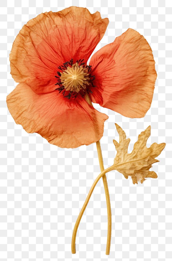 PNG Real Pressed califonia poppy | Premium PNG - rawpixel