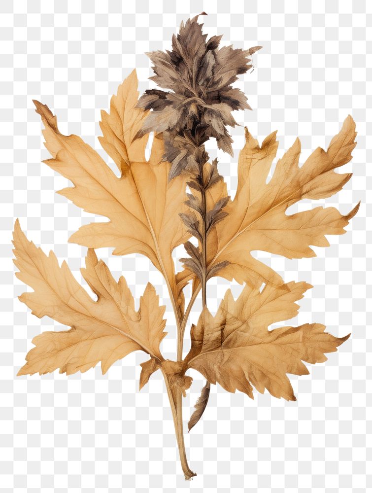 PNG Real Pressed acanthus leaves | Premium PNG - rawpixel